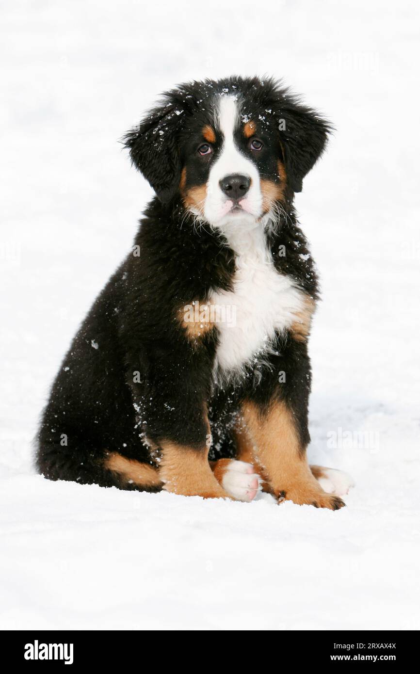 Animal pet dog outdoor Cut Out Stock Images & Pictures - Alamy