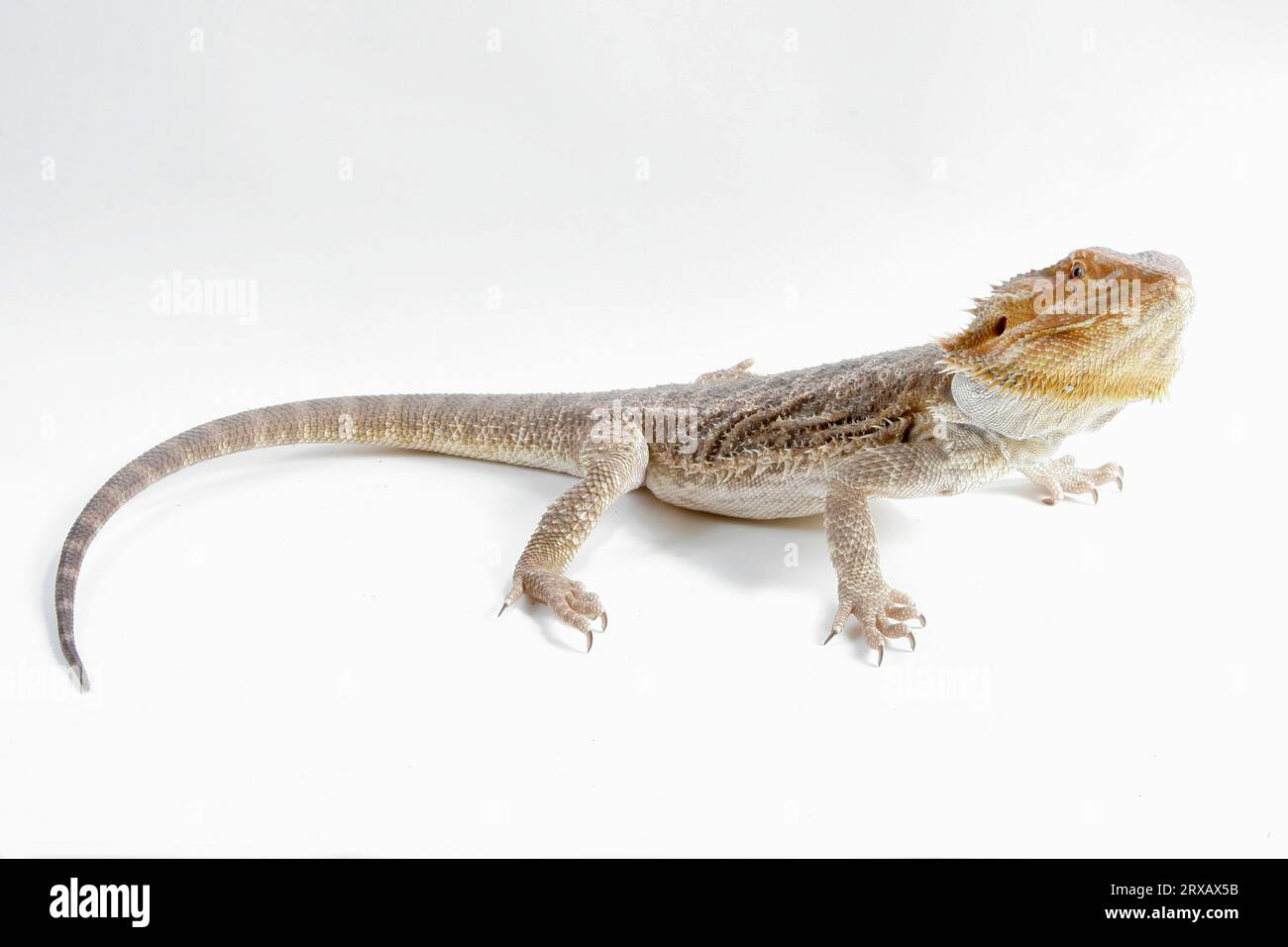 Bearded Dragon, blood-red (Amphibolorus vitticeps) (Pogona barbatus ...