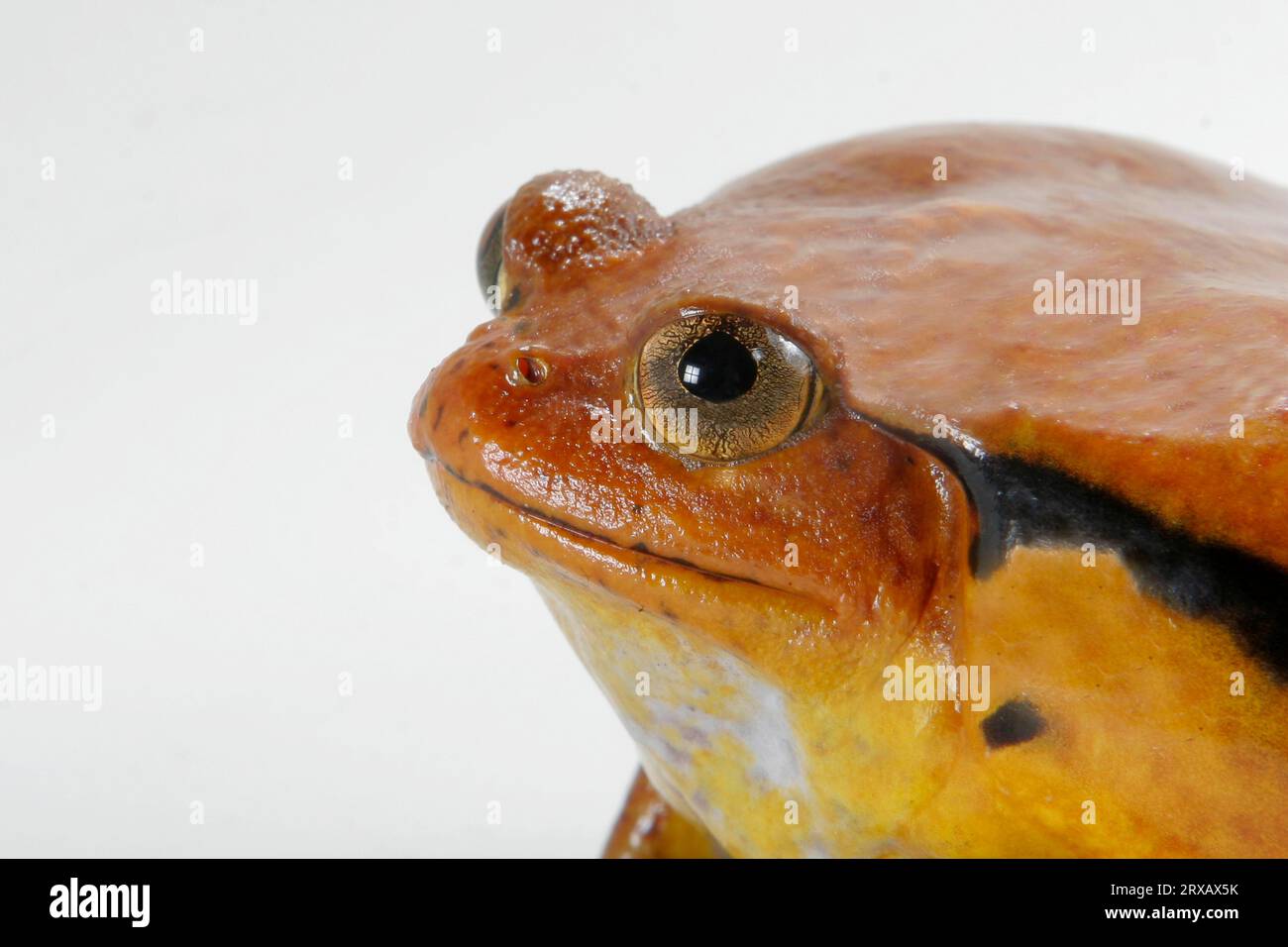Tomato frog (Dyscophus guineti Stock Photo - Alamy