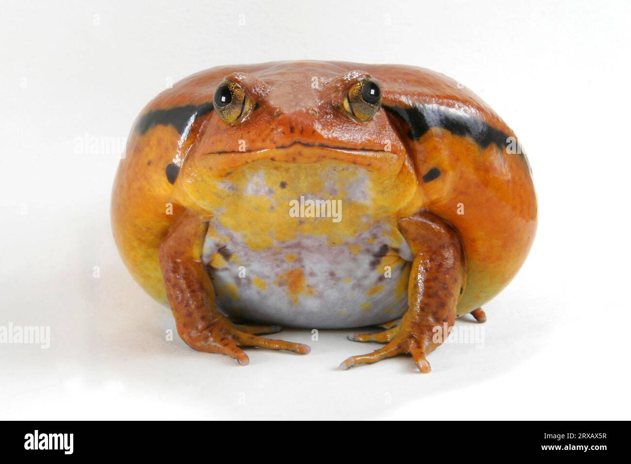 Tomato frog (Dyscophus guineti Stock Photo - Alamy