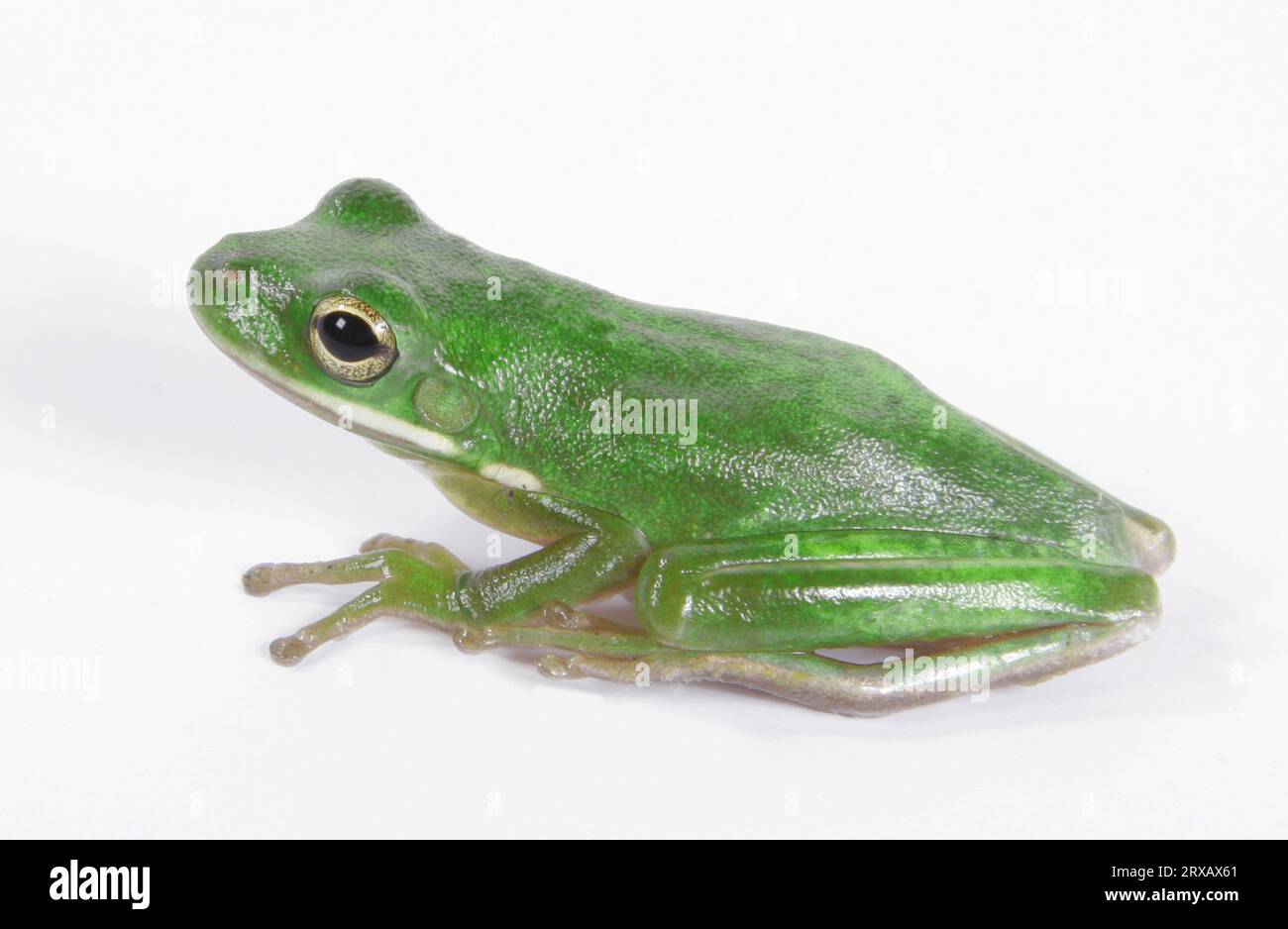 Green Tree Frog (Hyla cinerea Stock Photo - Alamy