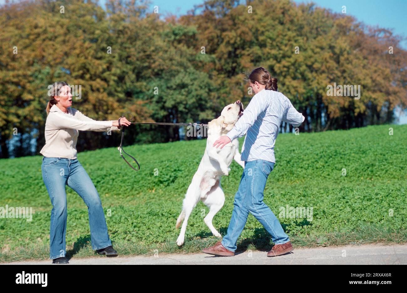 Woman holding Labrador retriever barking and jumping at man, detachable ...