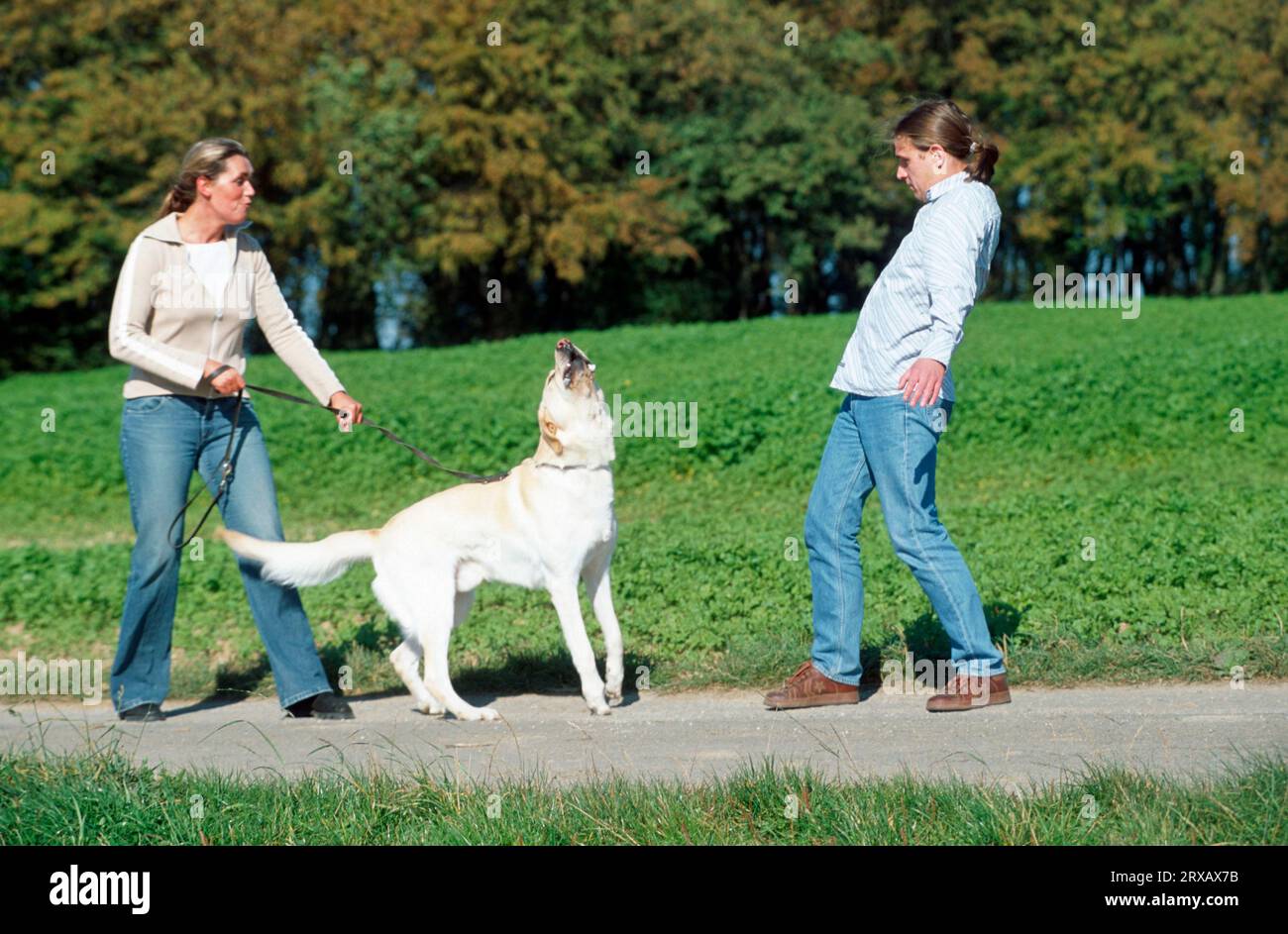 Woman holding Labrador retriever barking at man, detachable Stock Photo ...