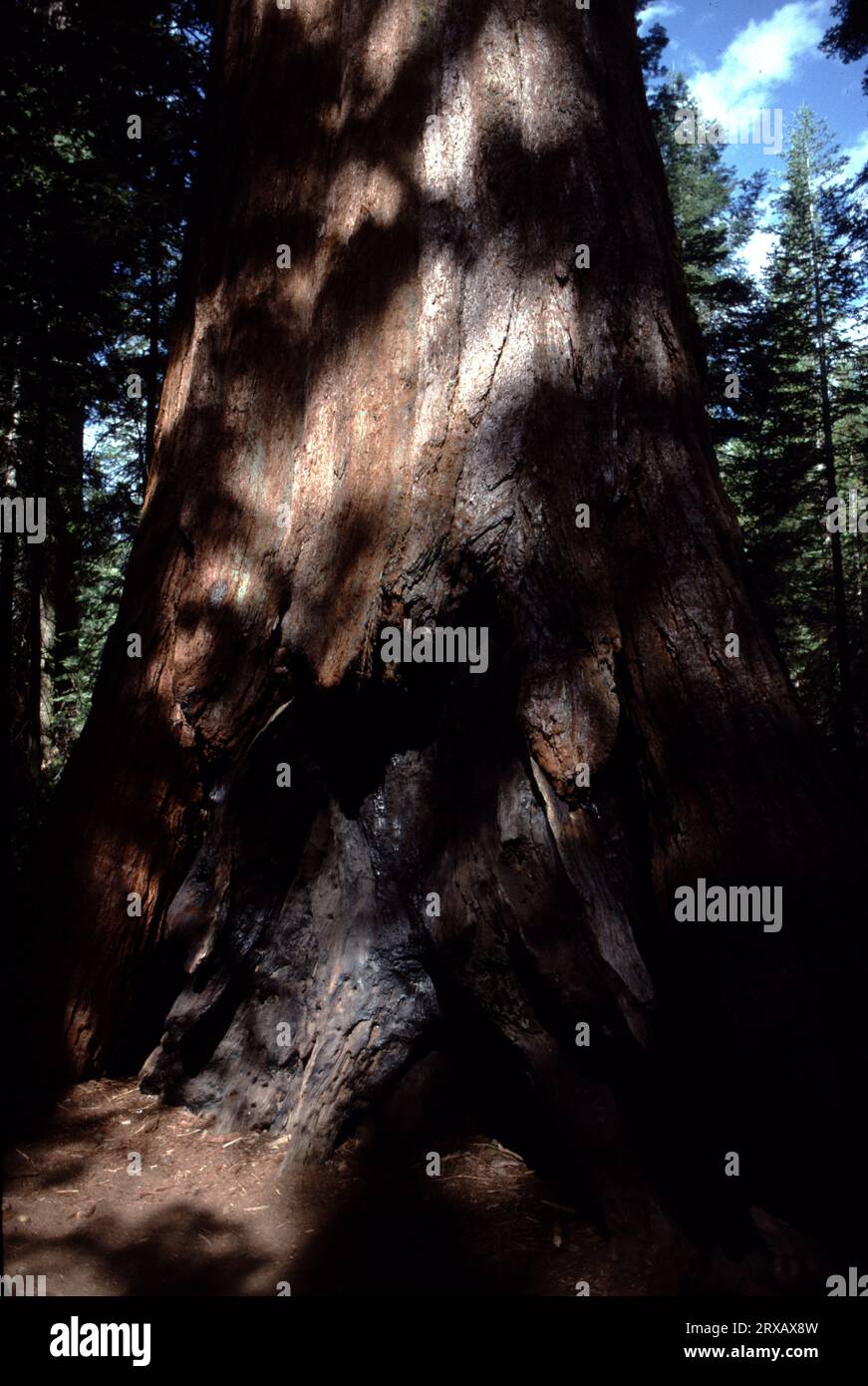 The Mariposa Grove of Giant Sequoia Trees, near Yosemite’s South ...