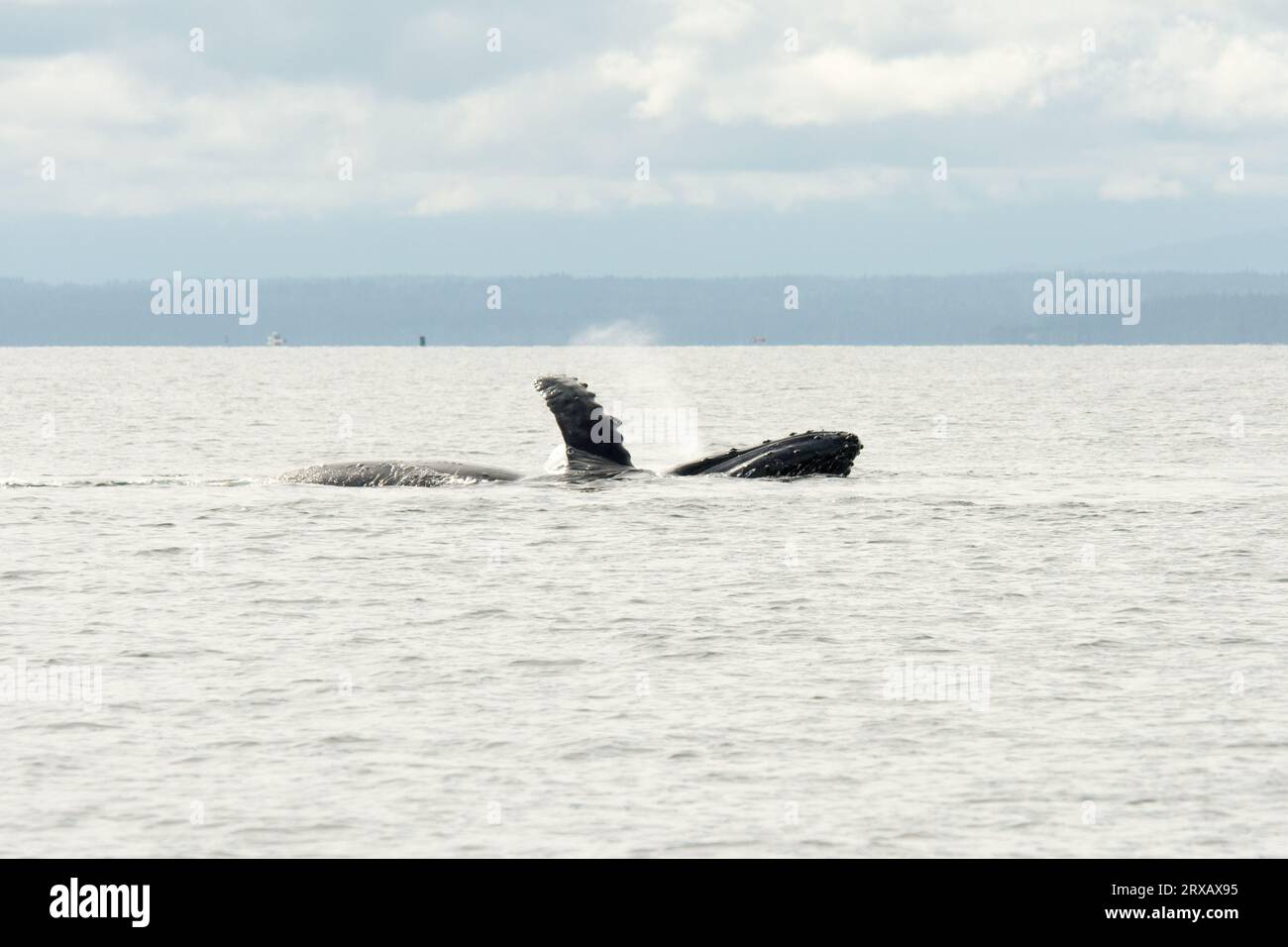 Humpback whale swimming along the coast in Discovery Passage between ...