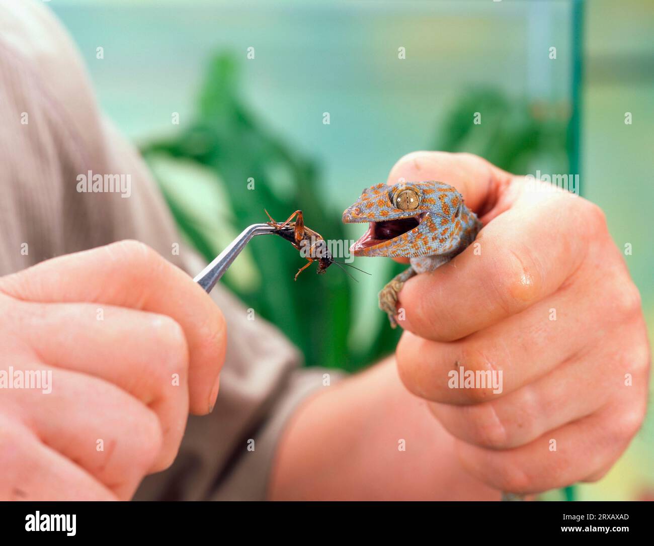 Gecko in human hand hi-res stock photography and images - Alamy