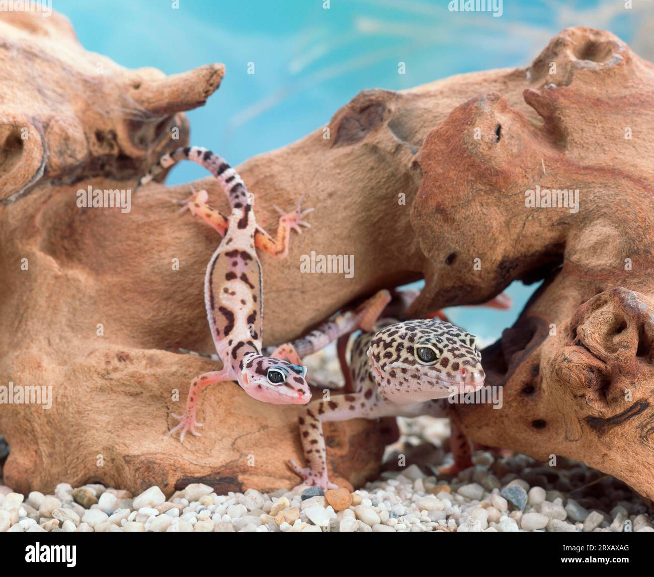 Leopard gecko with young (Eublepharis macularis), terrarium, gecko ...