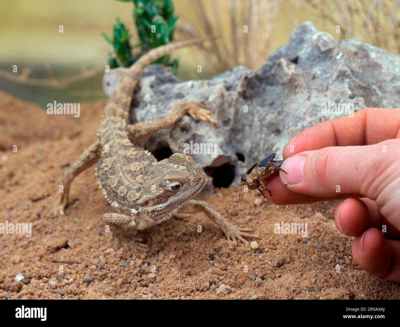 Bearded Dragon beeing feeded from human hand (Pogona henrylawsoni Stock ...