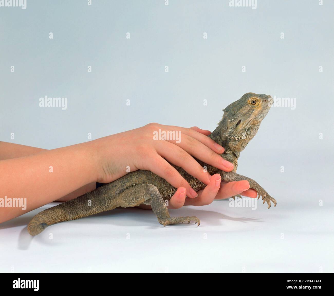 Bearded dragon in human hands (Amphibolorus vitticeps) (Pogona barbatus ...