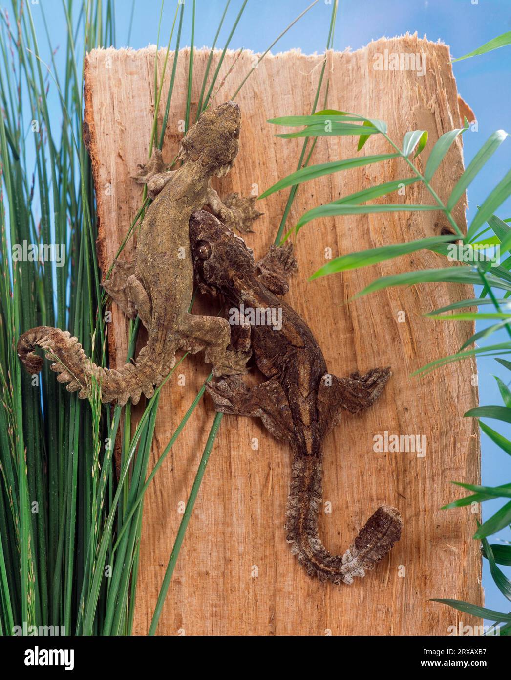 Two gecko hi-res stock photography and images - Alamy