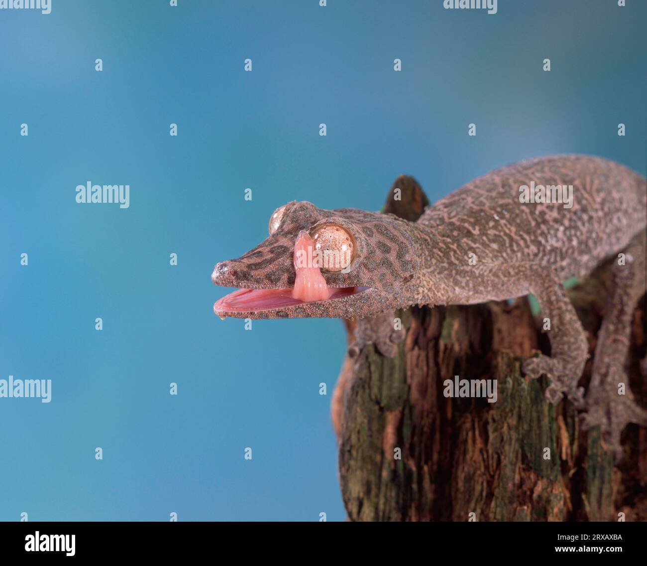 Henkels leaf-tailed gecko, Henkel's Leaf tailed Gecko (Uroplatus ...