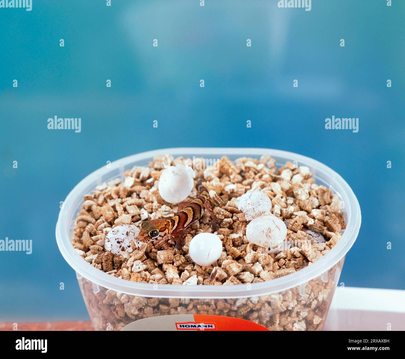 Madagascar large-headed gecko, juveniles and eggs (Paroedura pictus ...