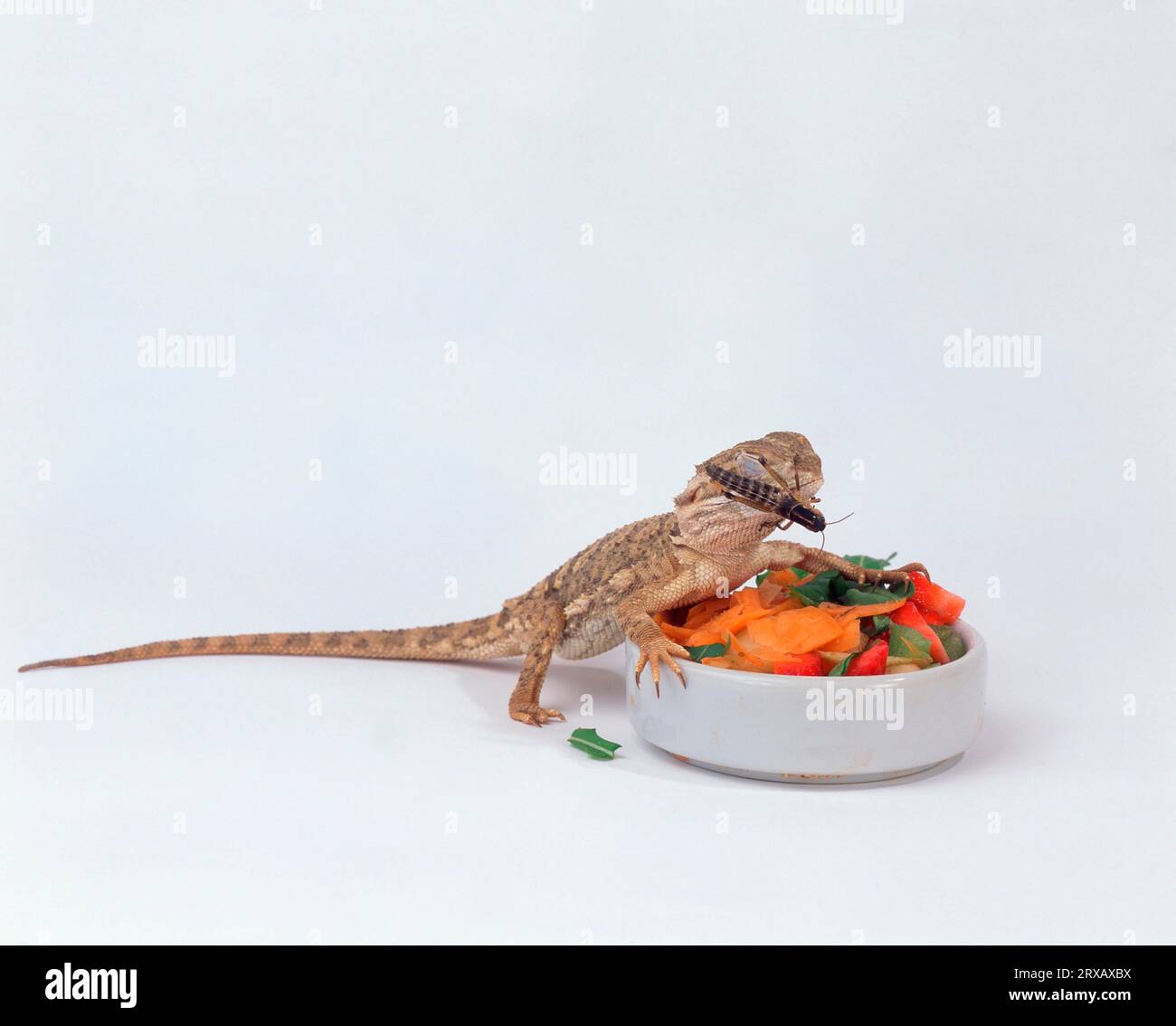 Bearded dragon feeding hi-res stock photography and images - Alamy