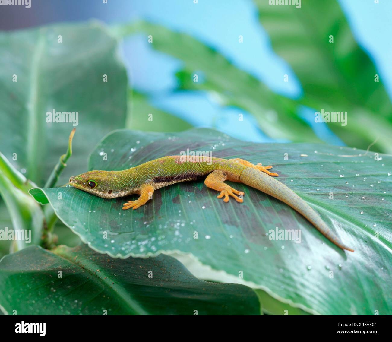 Lined day gecko (Phelsuma lineata Stock Photo - Alamy