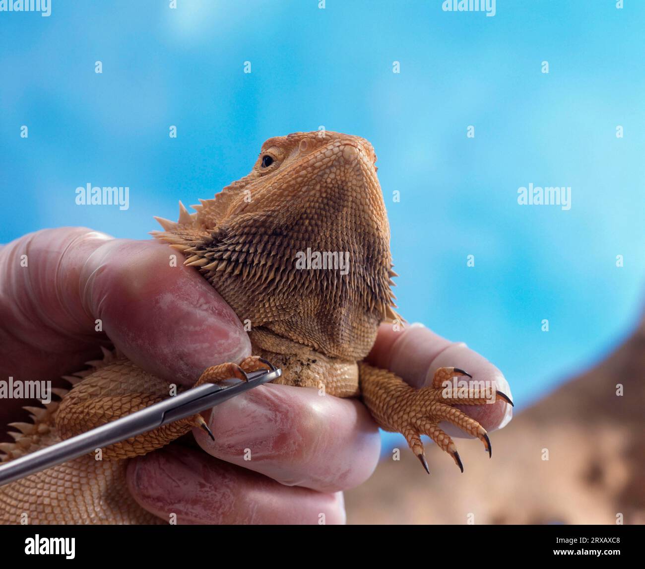 Bearded Dragon in human hand having its claws cut (Amphibolorus ...