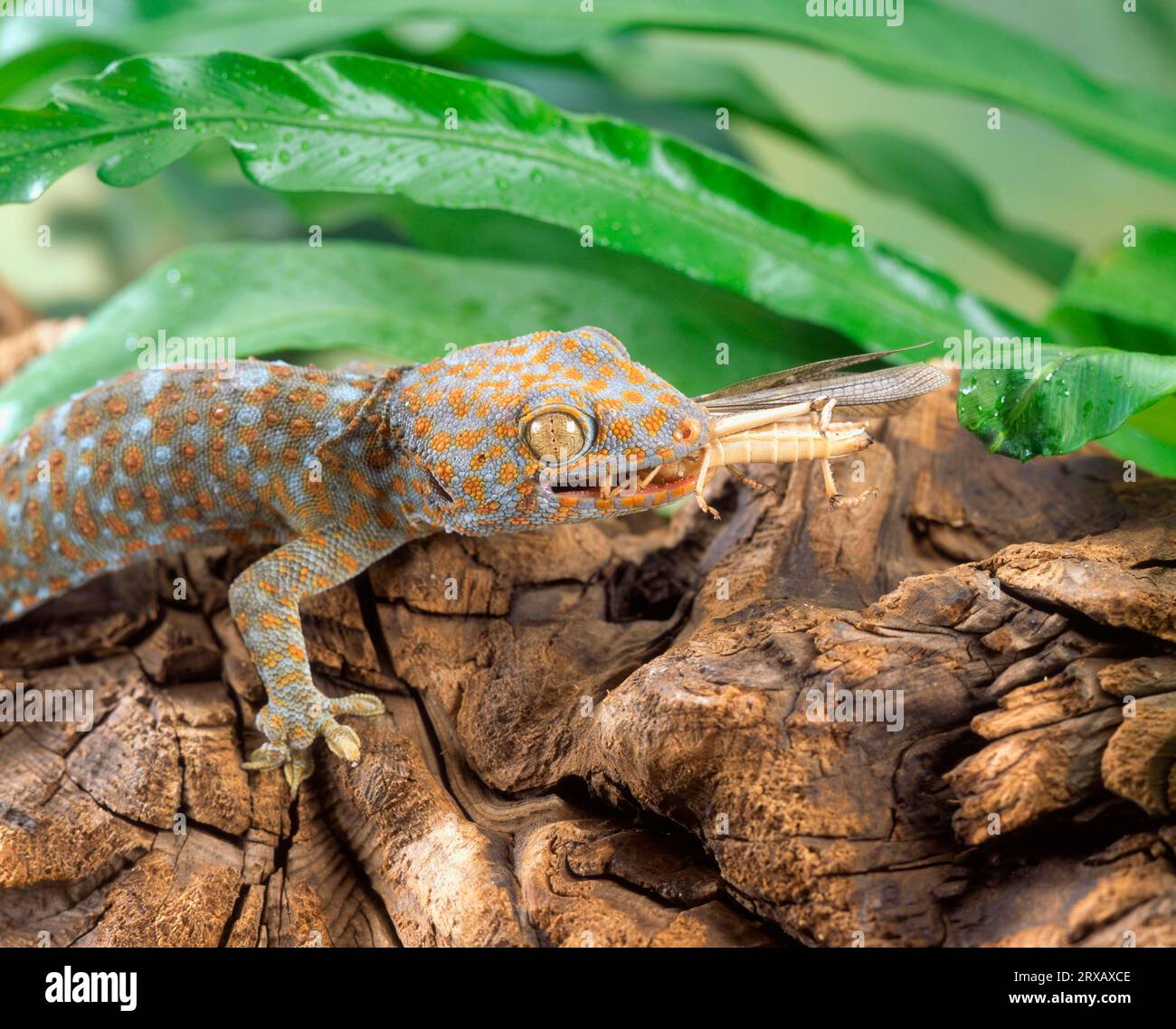 Flying gekko hi-res stock photography and images - Alamy