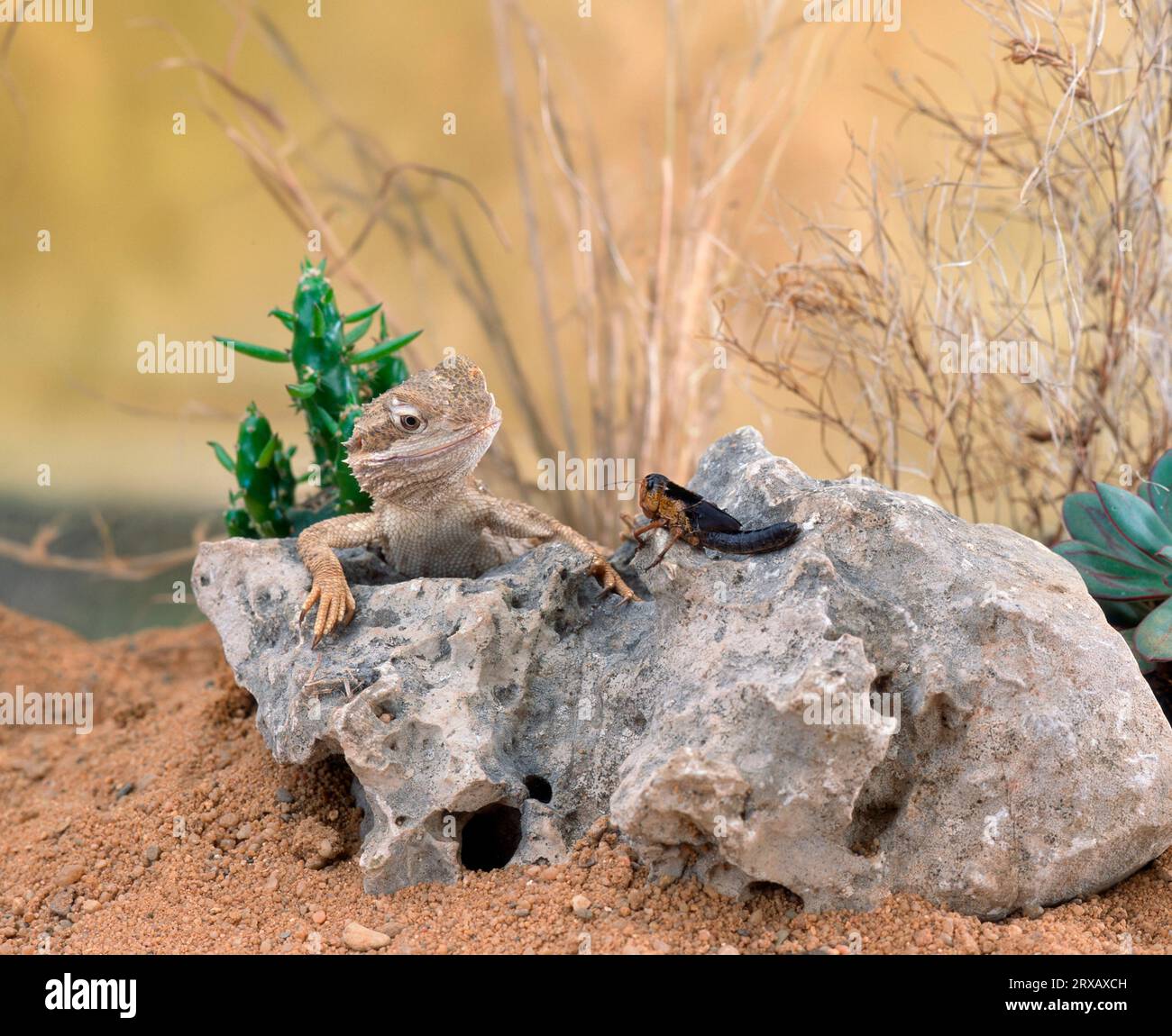 Bearded Dragon with insect (Pogona henrylawsoni Stock Photo - Alamy