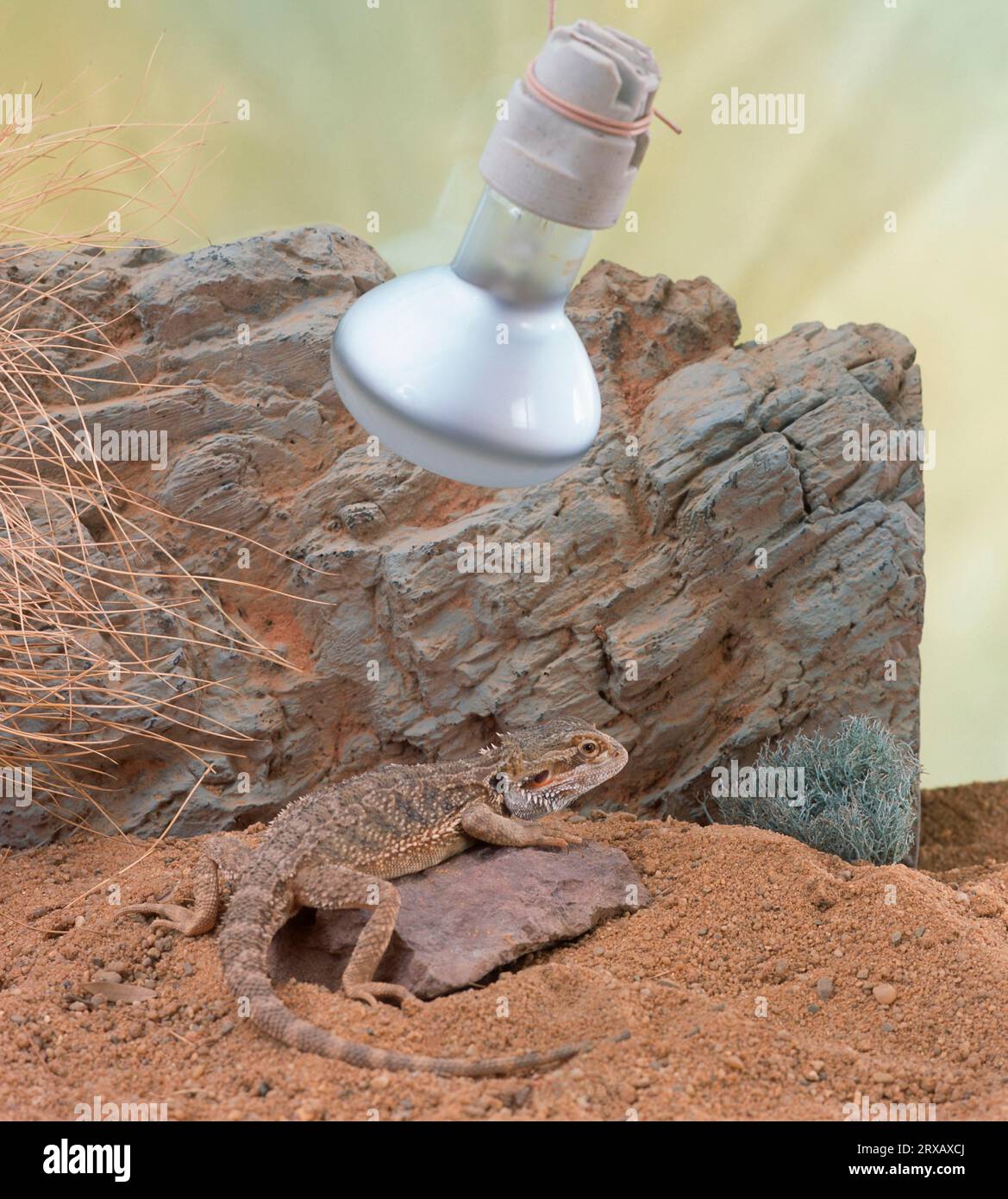 Bearded dragon under heat lamp (Amphibolorus vitticeps) (Pogona ...