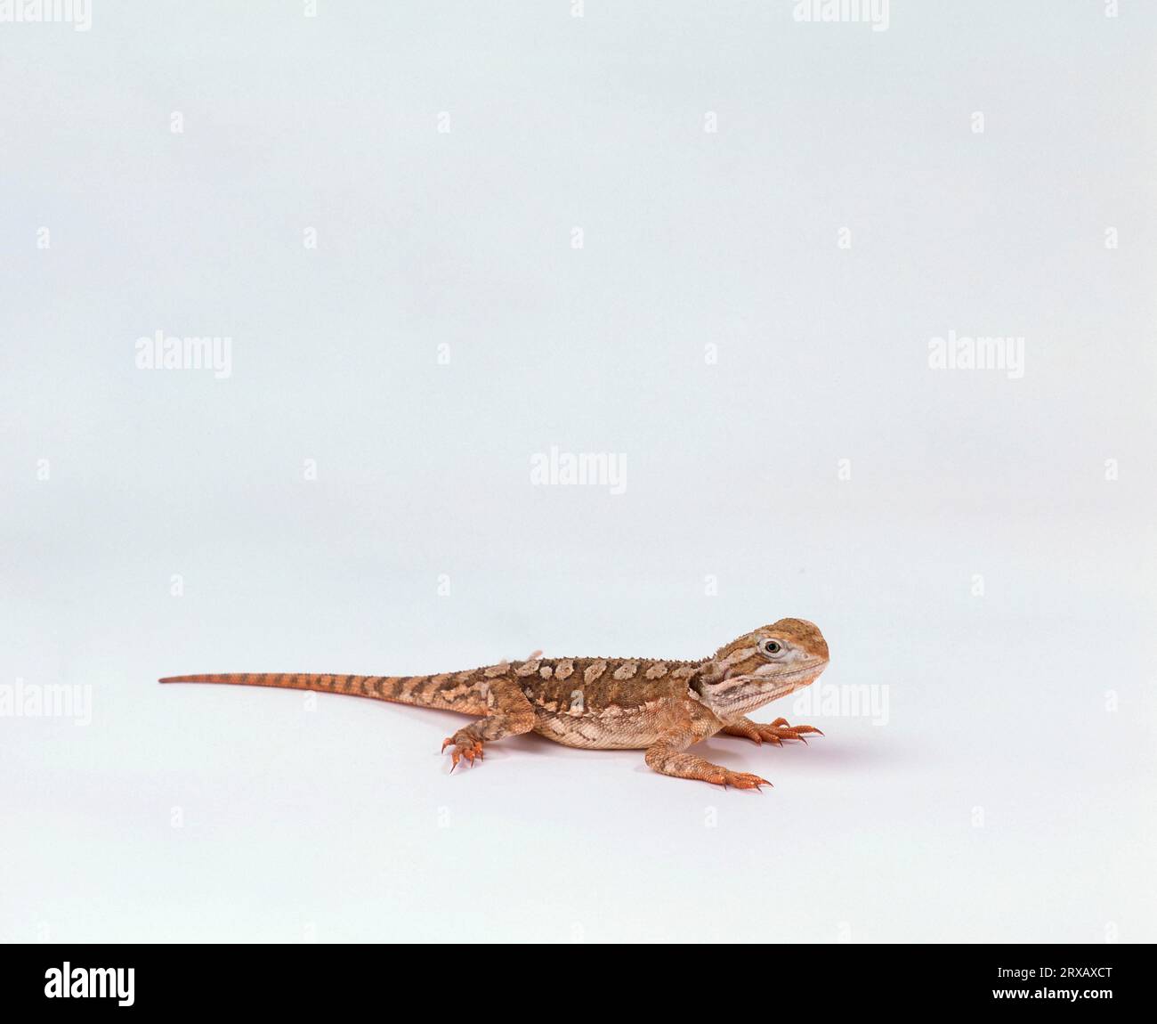 Bearded dragon (Pogona henrylawsoni Stock Photo - Alamy