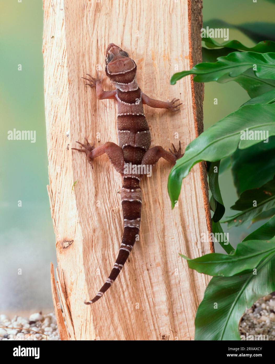 Peguensis hi-res stock photography and images - Alamy