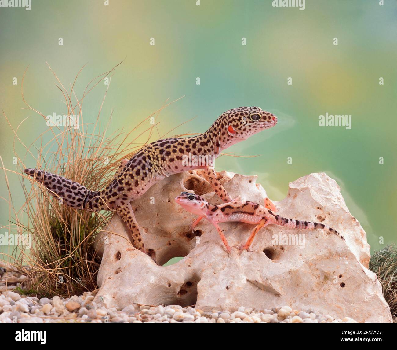 Leopard gecko with young (Eublepharis macularis), terrarium, gecko ...