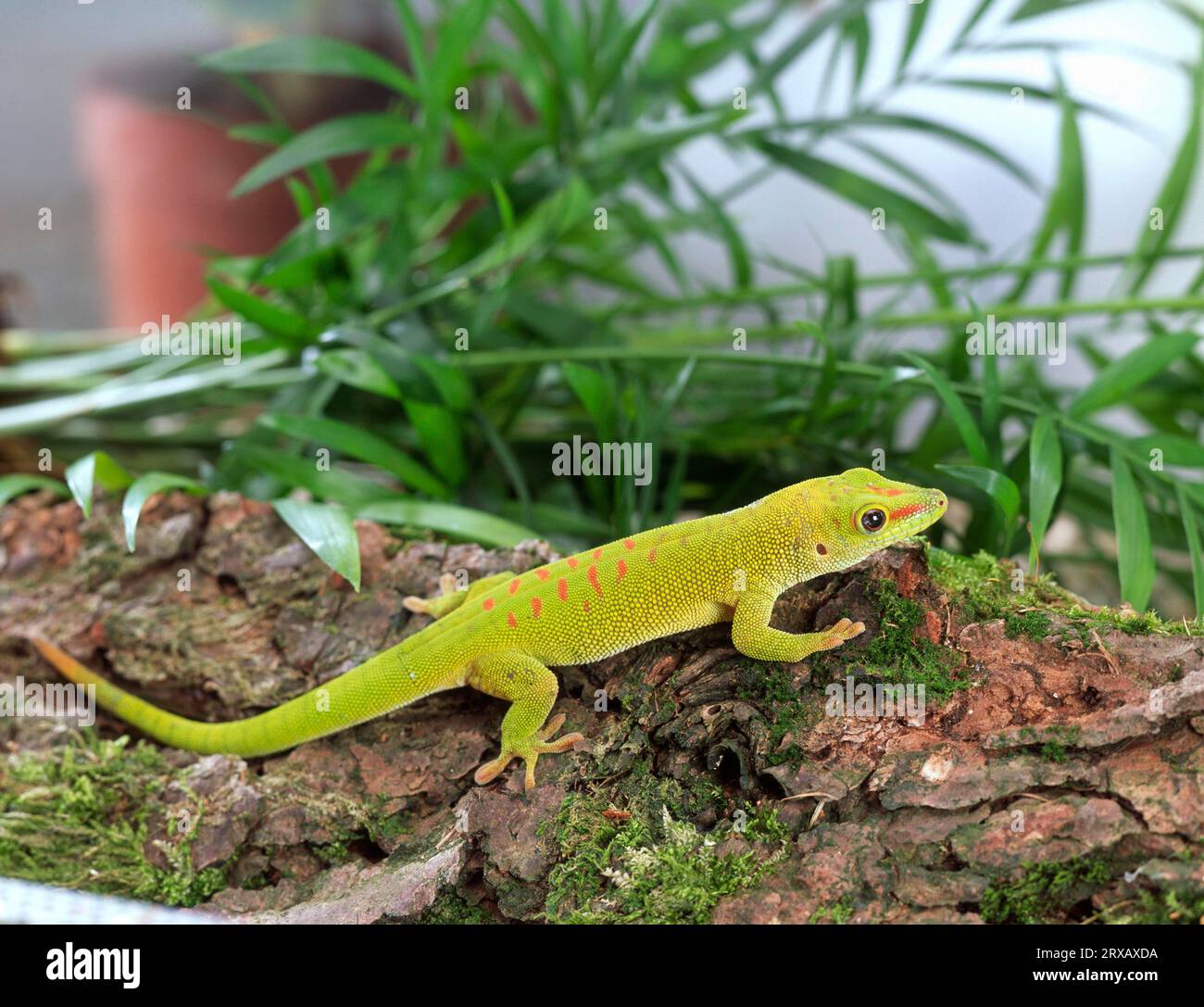 Madagascar Giant Day Gecko (Phelsuma madagascariensis grandis Stock ...