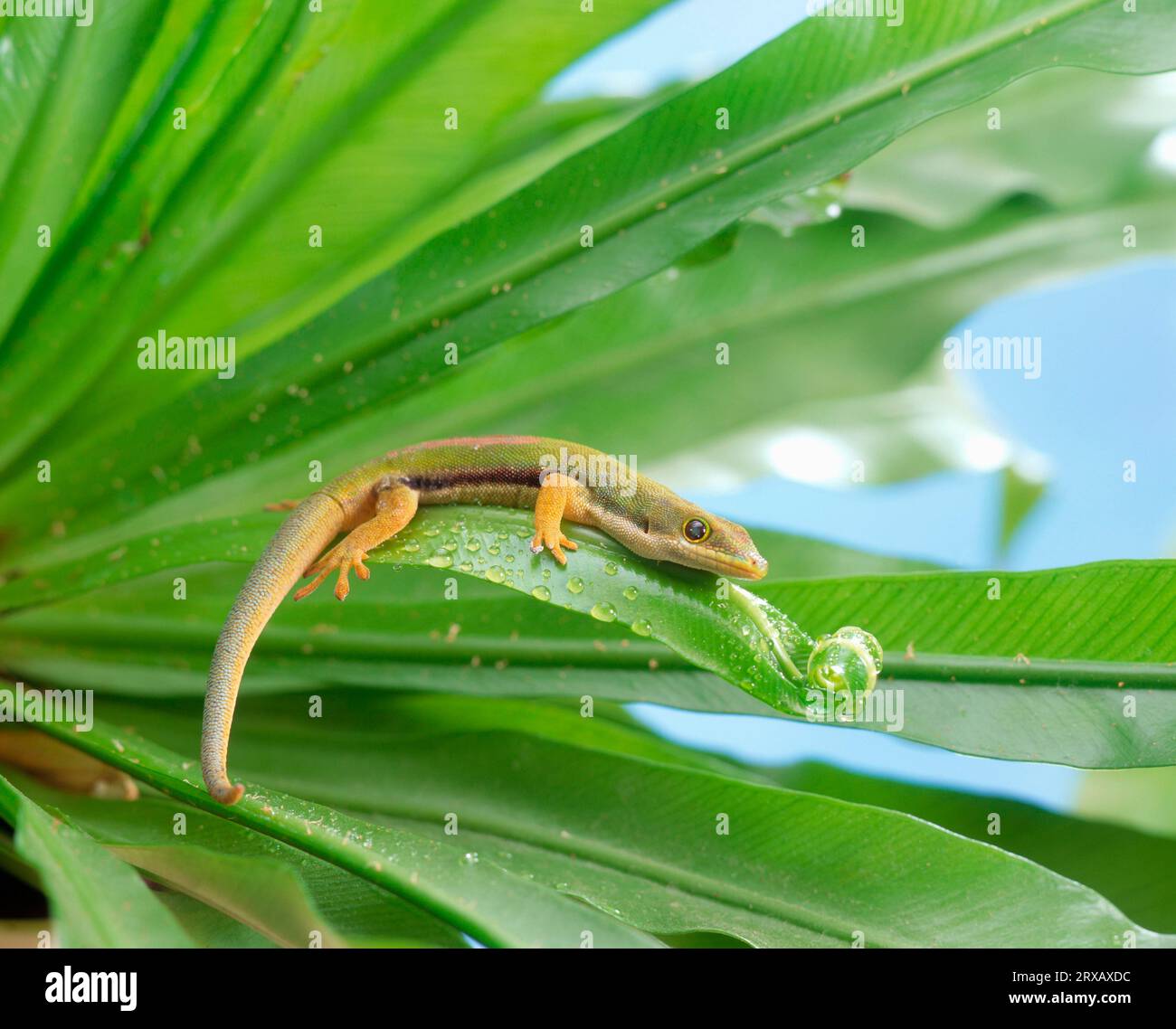 Phelsuma lineata hi-res stock photography and images - Alamy
