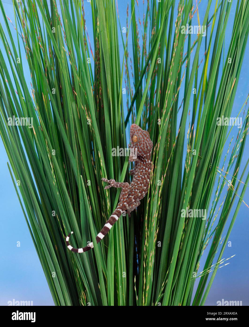 Common Tokay Gecko (Gekko Gecko), Tokee Stock Photo - Alamy
