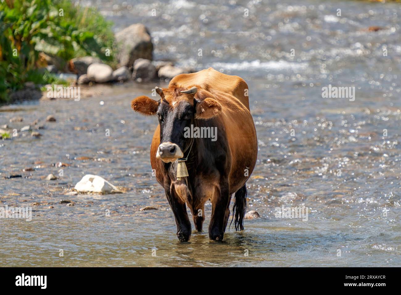 A cow cooling off in the river in hot weather in Turkey Stock Photo - Alamy
