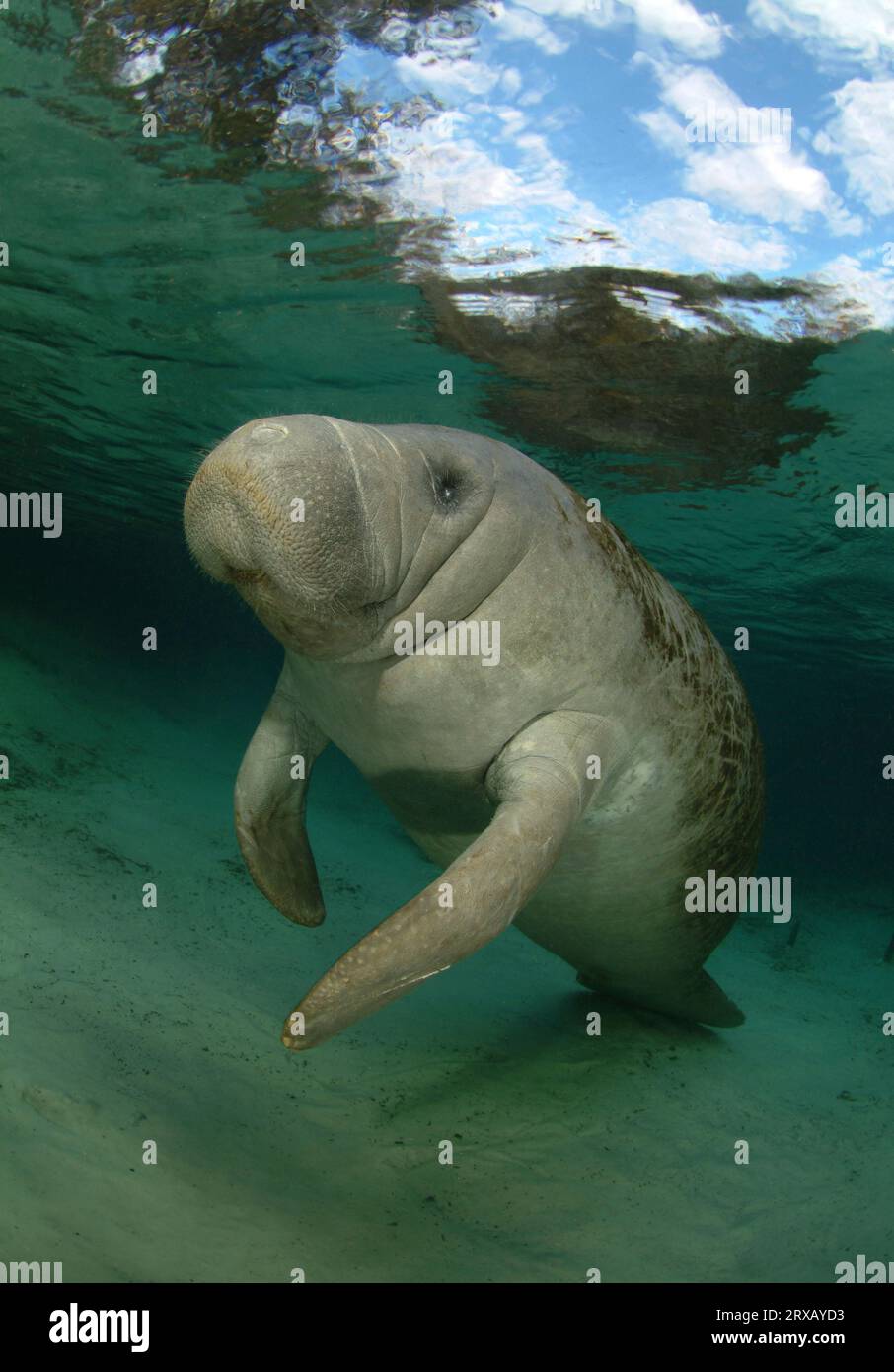 Round-tailed manatee, Florida (Trichechus manatus latirostris), Manatee ...