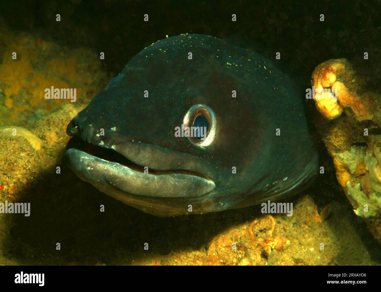 Conger, Mediterranean Sea (Conger Conger Stock Photo - Alamy