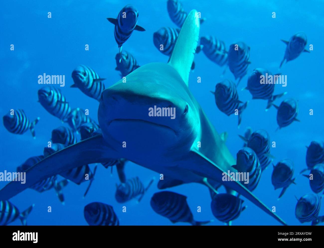 Whitefin shark hi-res stock photography and images - Alamy