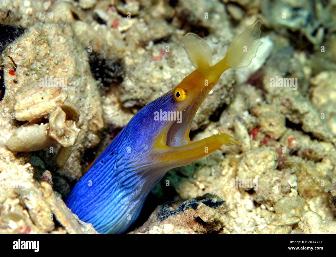 Moray eel nose hi-res stock photography and images - Alamy