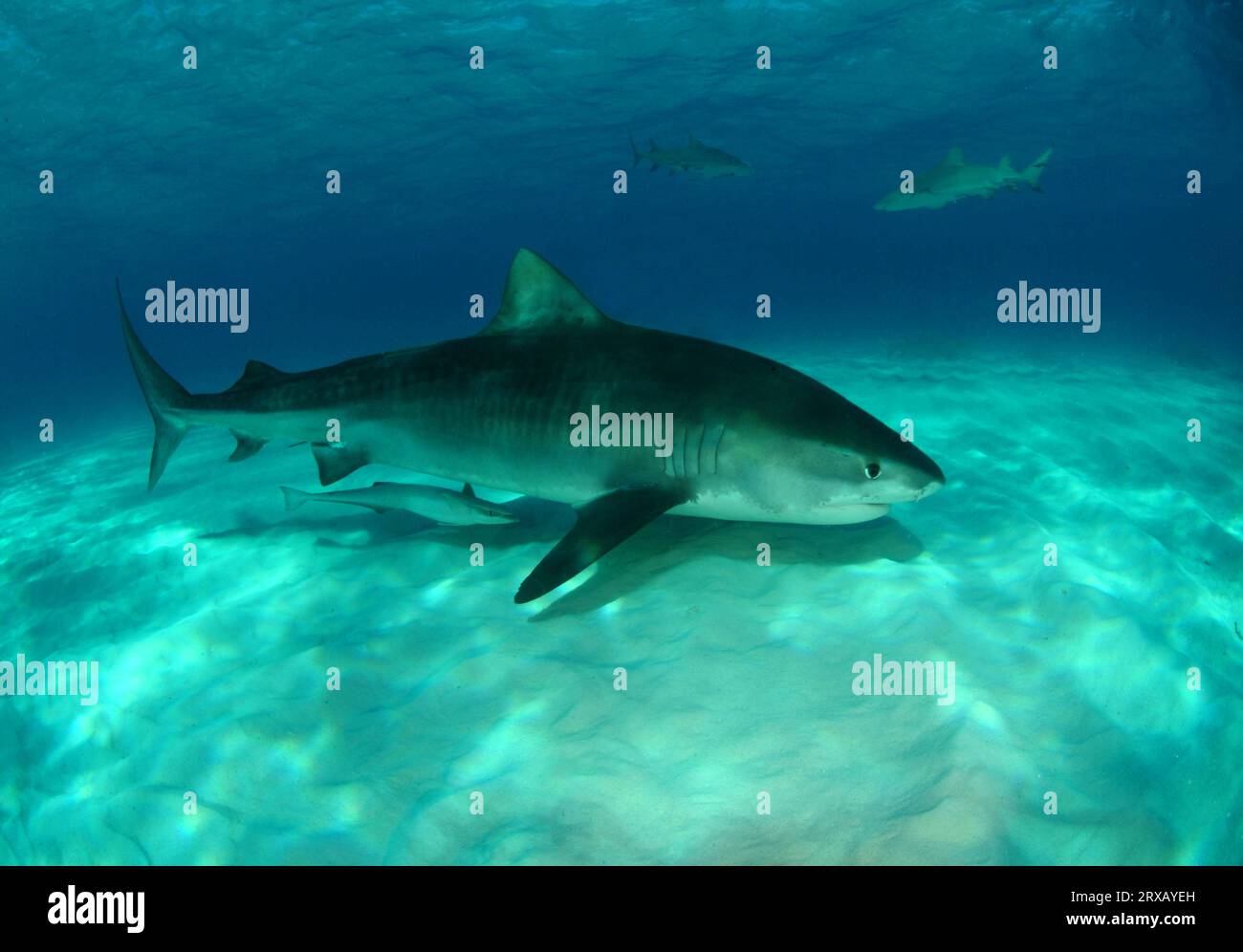 Tiger Shark (Galeocerdo cuvier) and ship keeper (Galeocerdo cuvieri ...