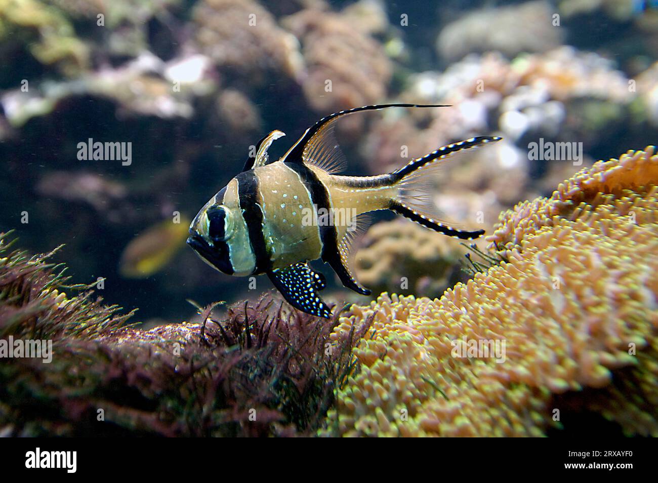 Bangaii Cardinalfish (Pterapogon kauderni Stock Photo - Alamy
