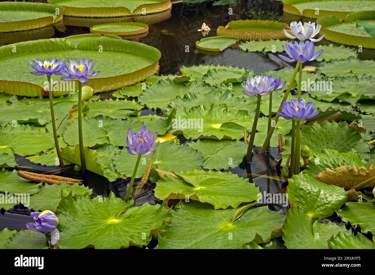 Giant Water Lily, Amazon Water Lily (Victoria amazonica Stock Photo - Alamy