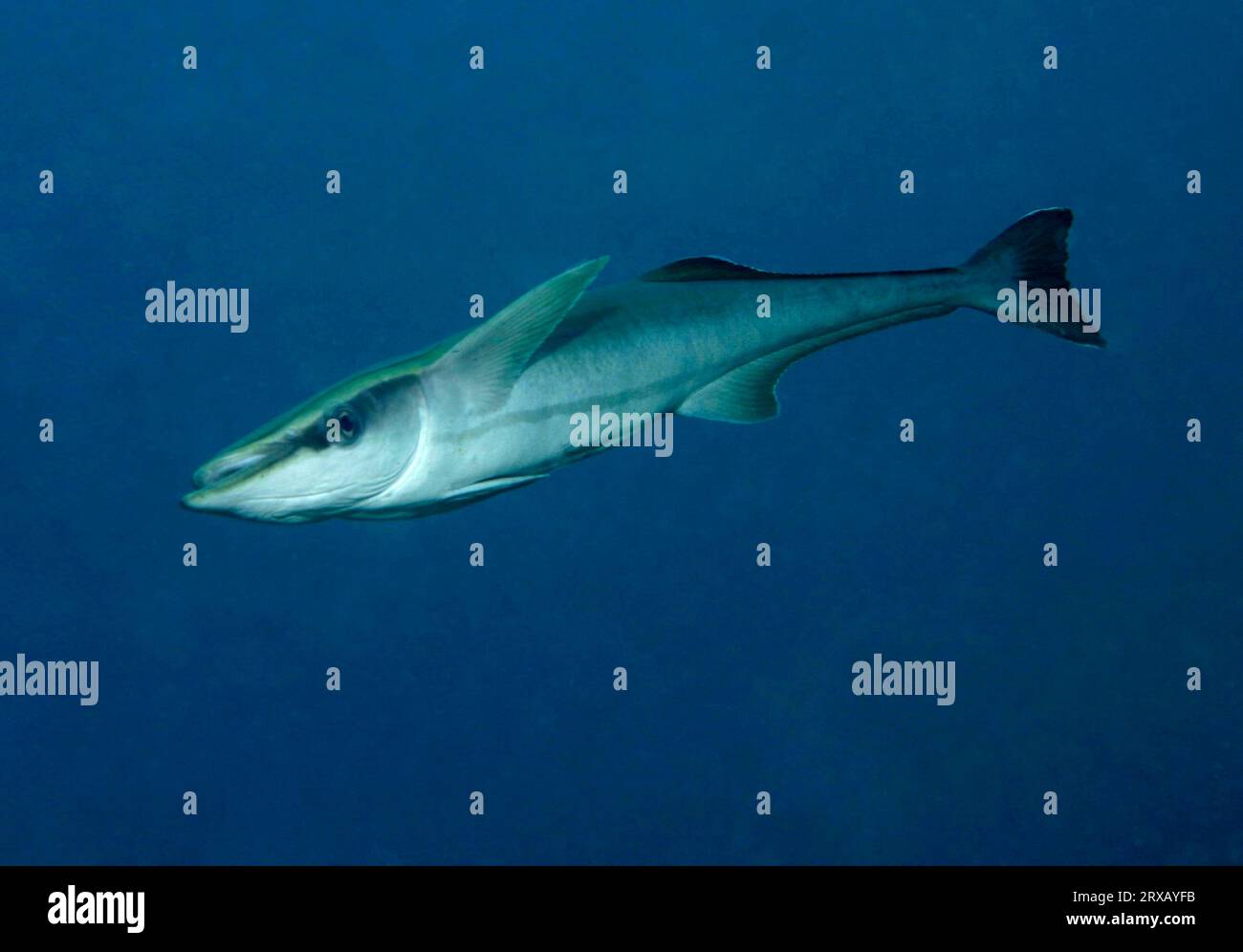 Ship holder, South China Sea, Sipadan, exempt, Malaysia Stock Photo - Alamy