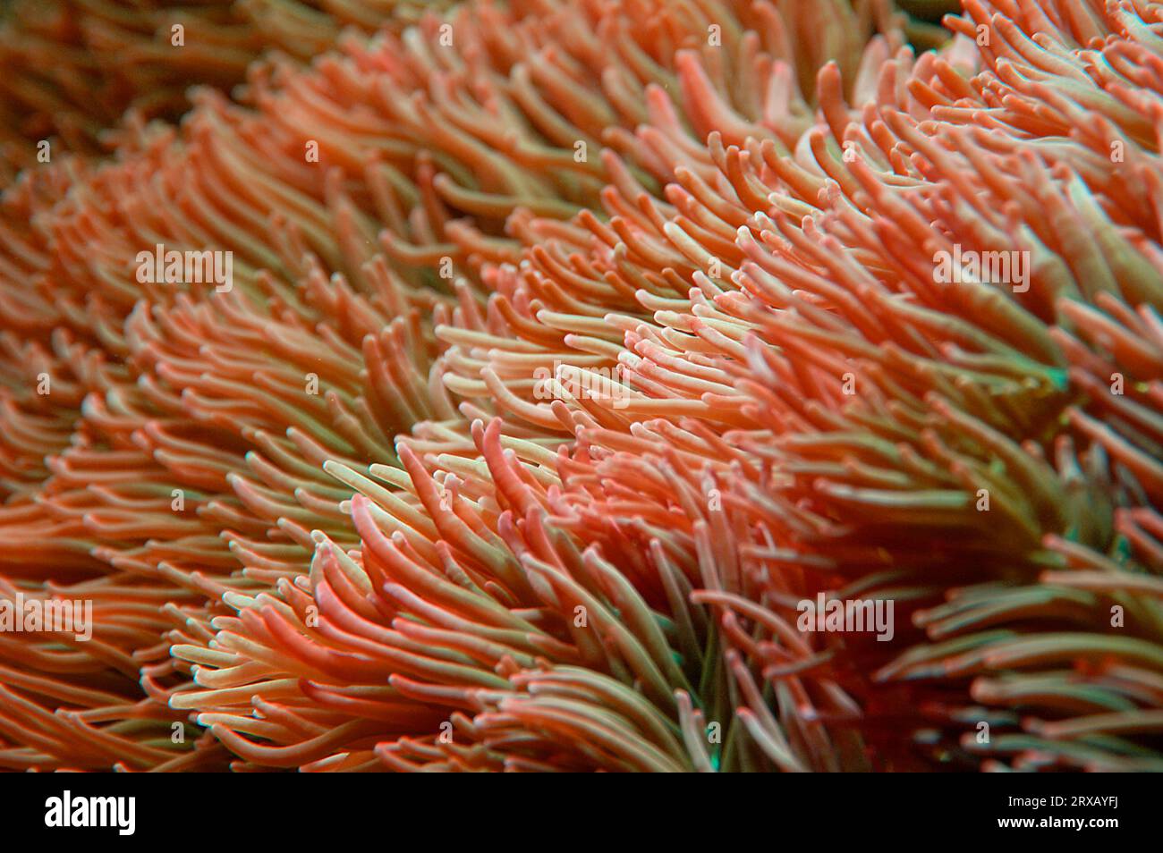 Stoichactis hi-res stock photography and images - Alamy