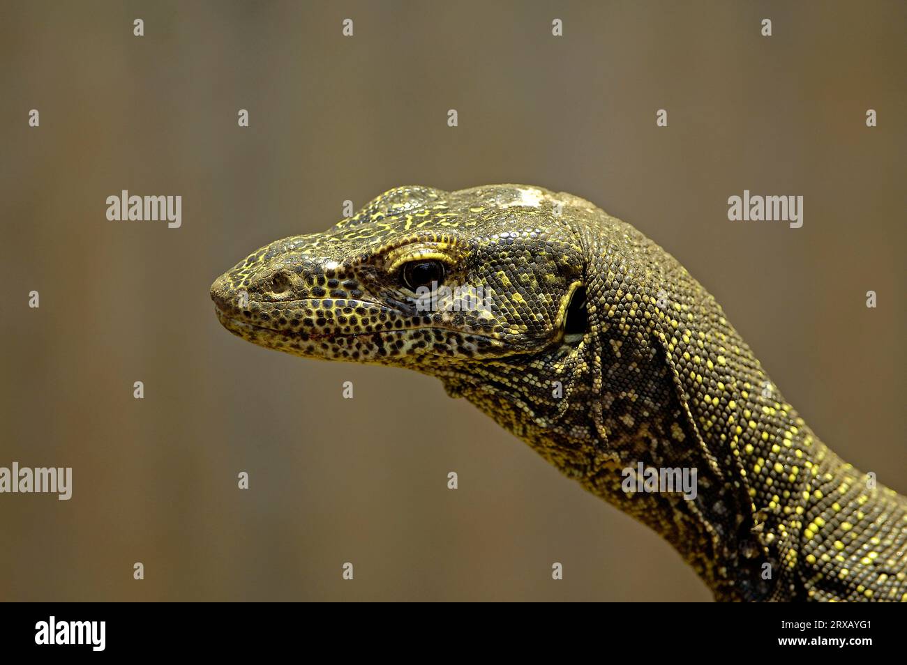 Blue tailed monitor lizard hi-res stock photography and images - Alamy