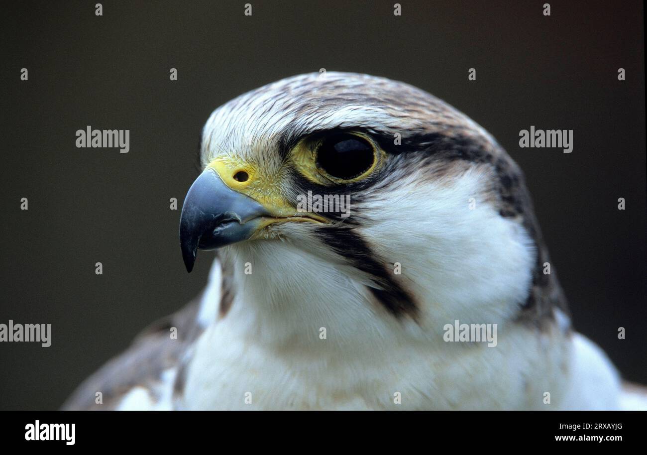 Laggar Falcon (Falco jugger Stock Photo - Alamy