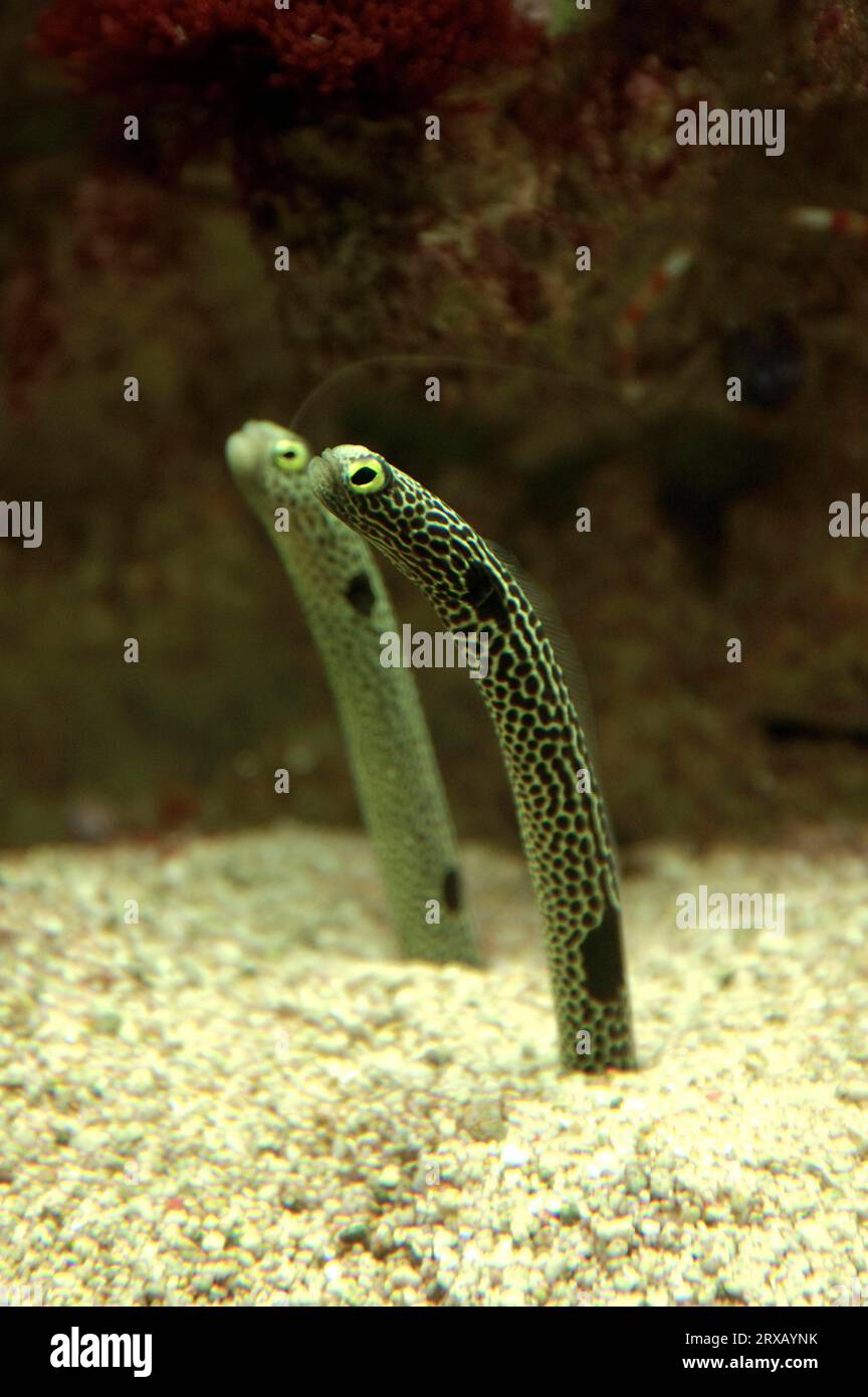 Spotted garden eel heteroconger hi-res stock photography and images - Alamy