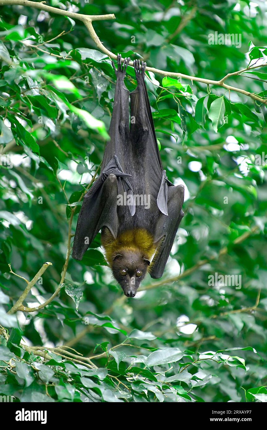 Indian flying fox (Pteropus giganteus), Indian Giant Flying Fox Stock ...