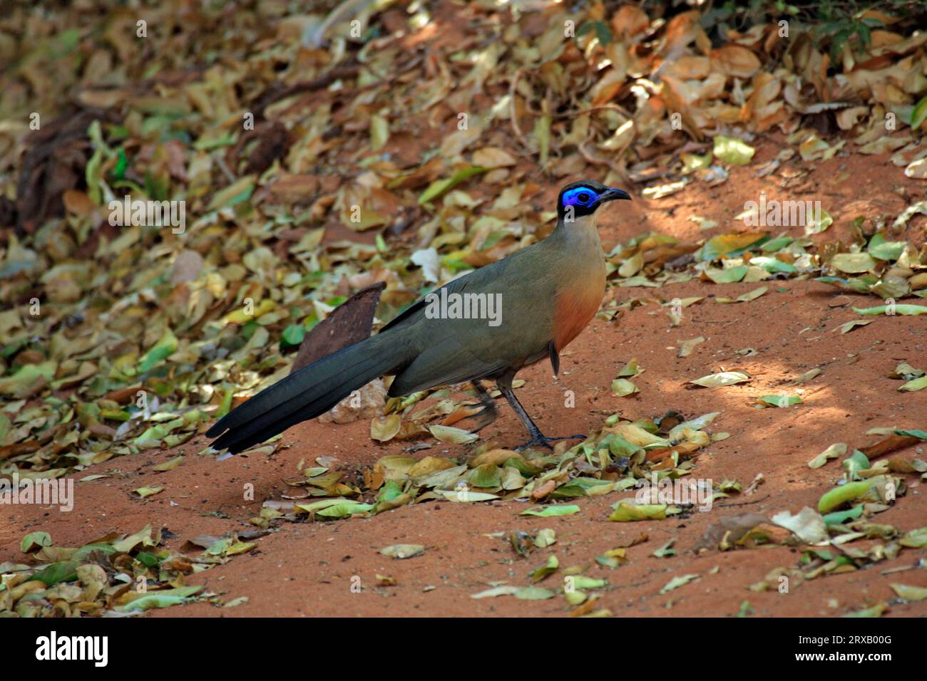 Endemic cuckoo hi-res stock photography and images - Alamy