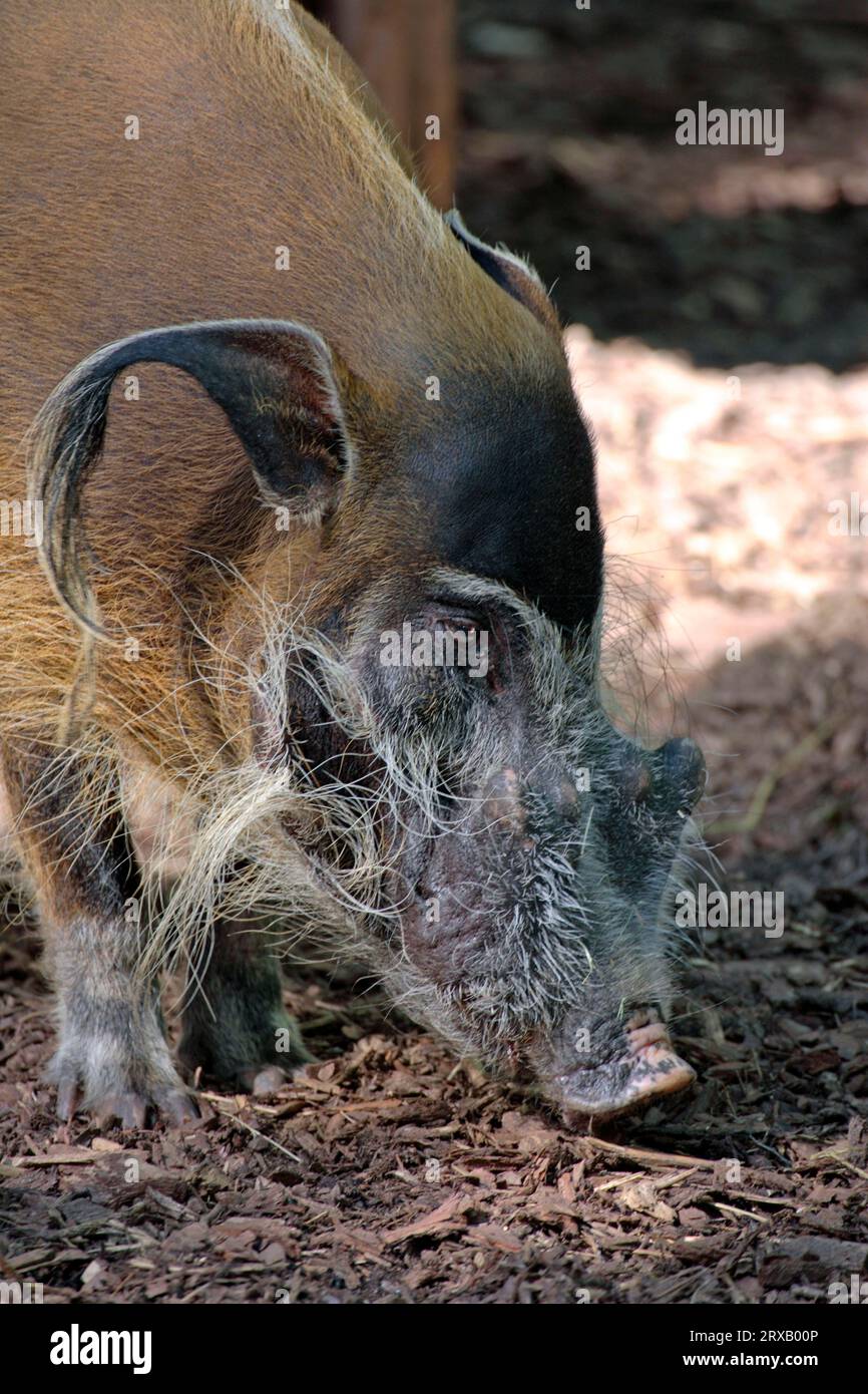 Red River Hog (Potamochoerus porcus pictus), male, red river hog, boar ...