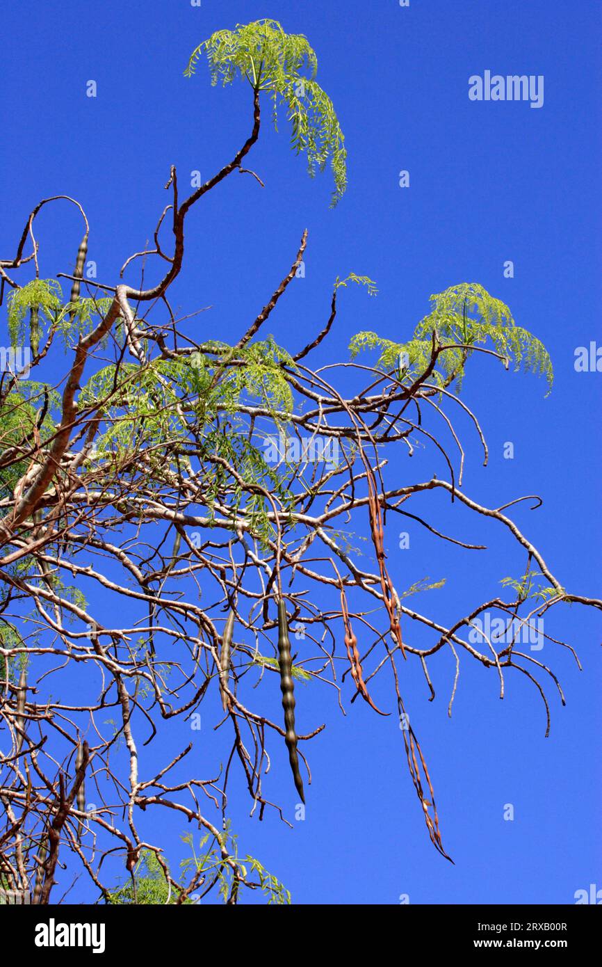 African Moringo, fruits, Berenty Private Reserve, Madagascar (Moringa ...