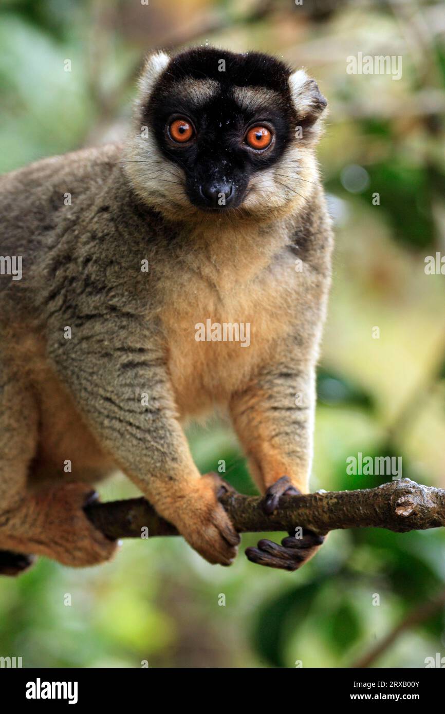 Collared brown lemur hi-res stock photography and images - Alamy