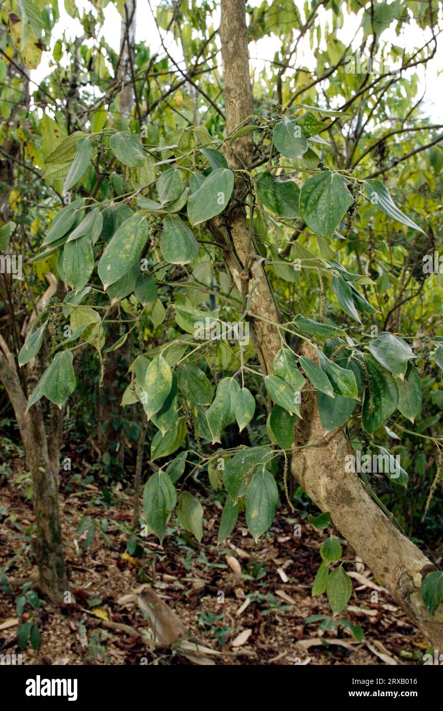 Black Pepper (Piper nigrum) bush, Nosy Be, Madagascar, black pepper ...
