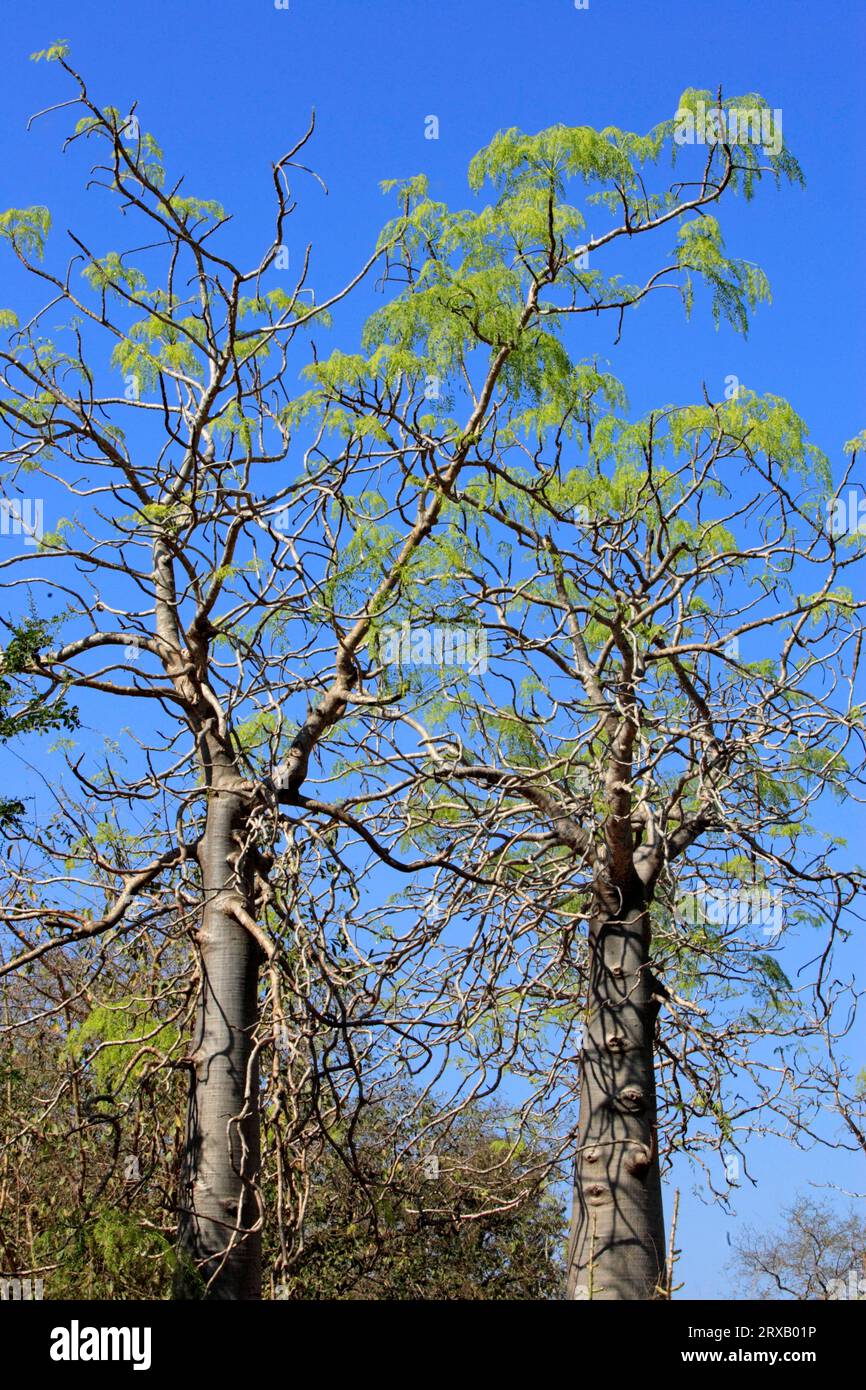 African Moringos, Berenty Private Reserve (Moringa ovalifolia ...