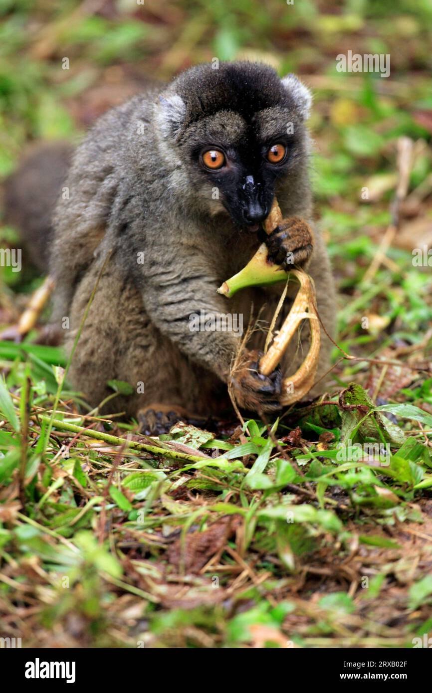 Collared Brown Lemur, female, Madagascar (Lemur fulvus fulvus) (Eulemur ...