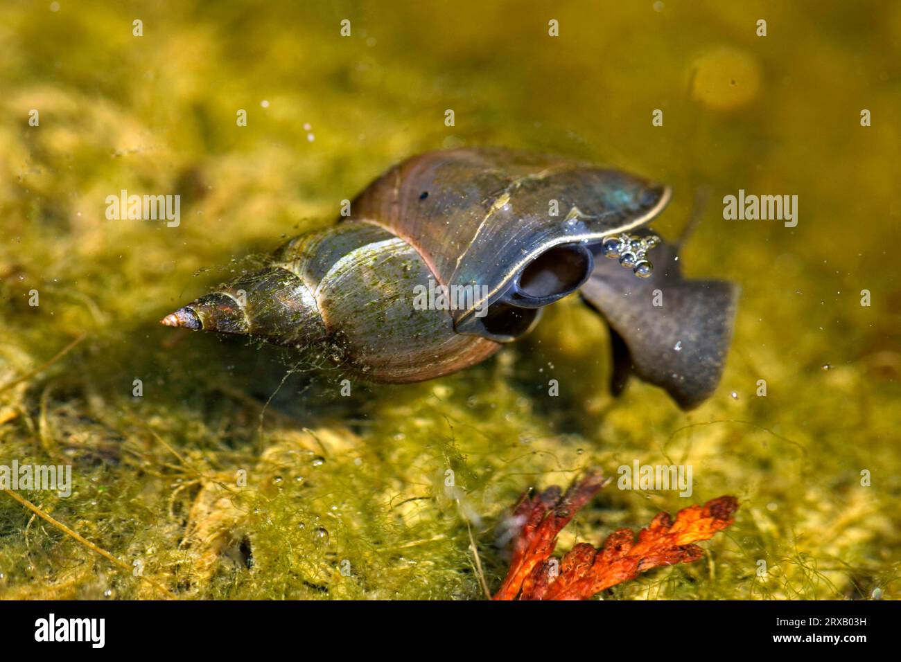 Great Pondsnail, Germany (Lymnaea stagnalis), Marsh Snail Stock Photo ...